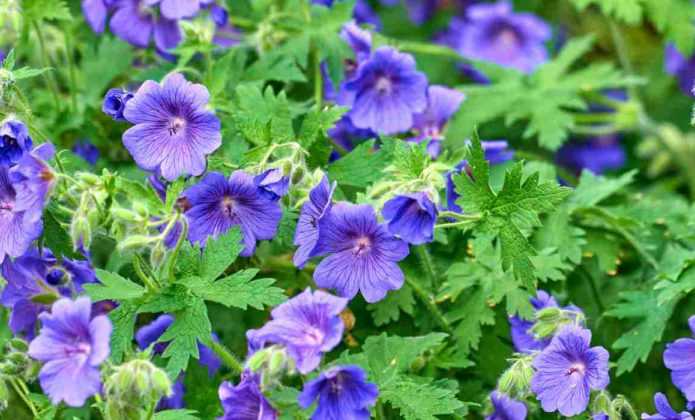 Geranium vivace persistant : les meilleures variétés