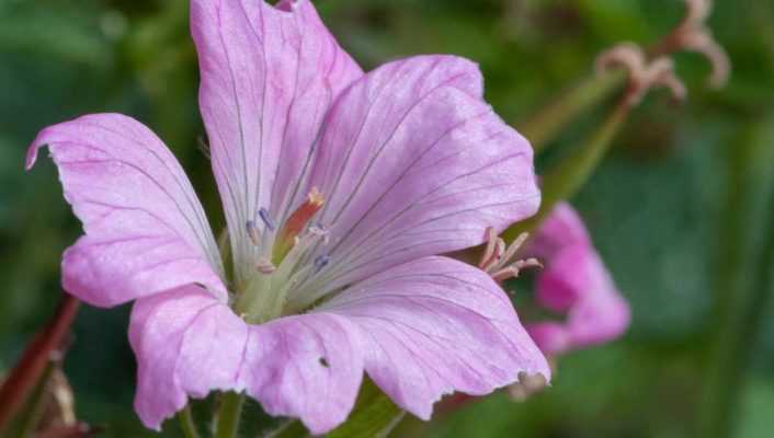 9 géraniums vivaces à fleurs roses - Promesse de Fleurs
