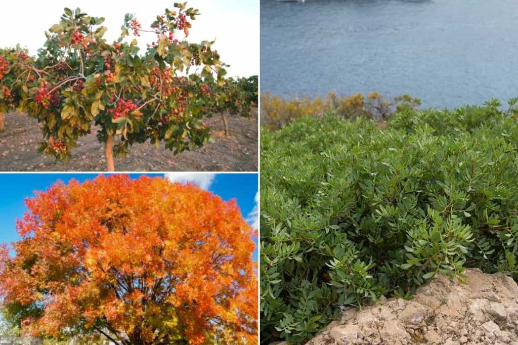 Pistachier, pistacia : plantation et entretien Promesse de Fleurs