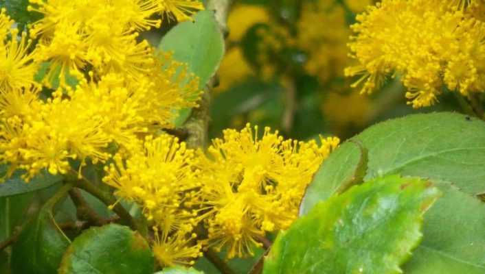 Cultiver l’Azara en pot - Promesse de fleurs