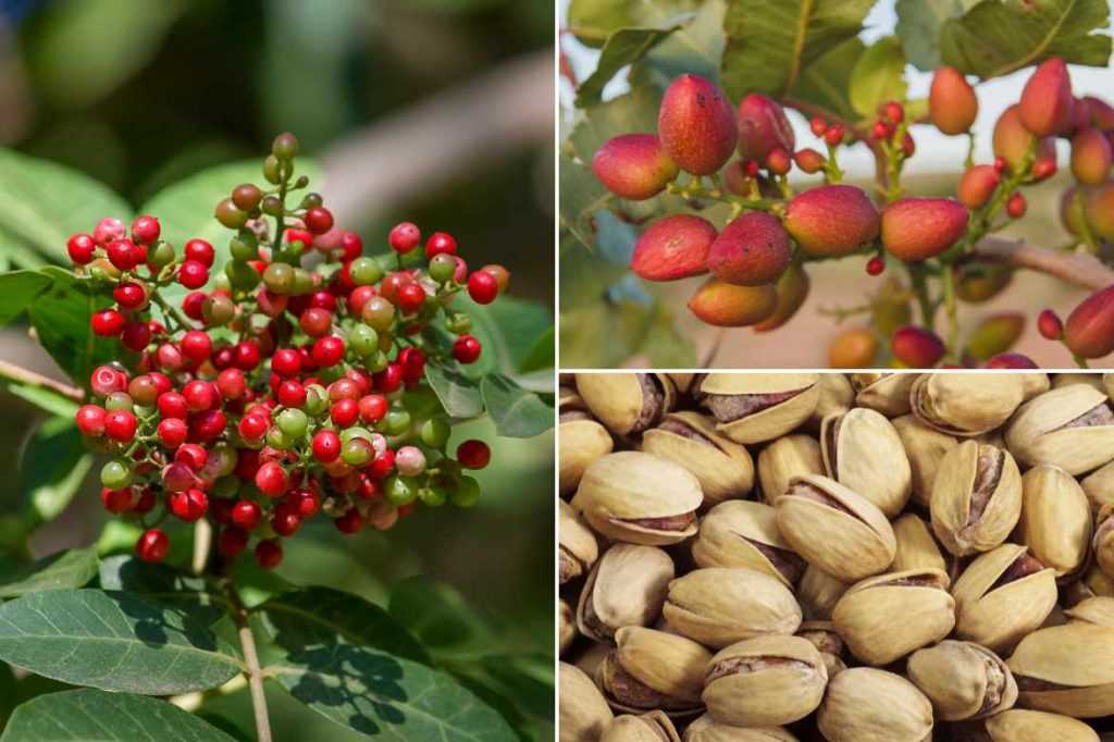 Pistachier, pistacia : plantation et entretien Promesse de Fleurs