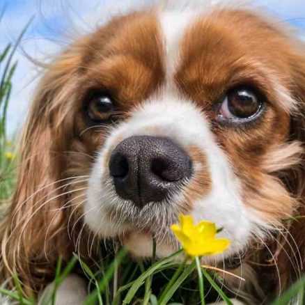 Pelouse et pipi de chien : comment conserver un beau gazon