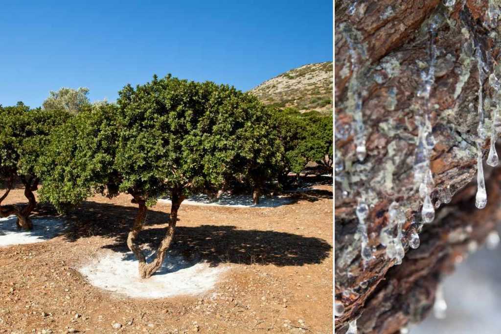 Pistachier, pistacia : plantation et entretien Promesse de Fleurs