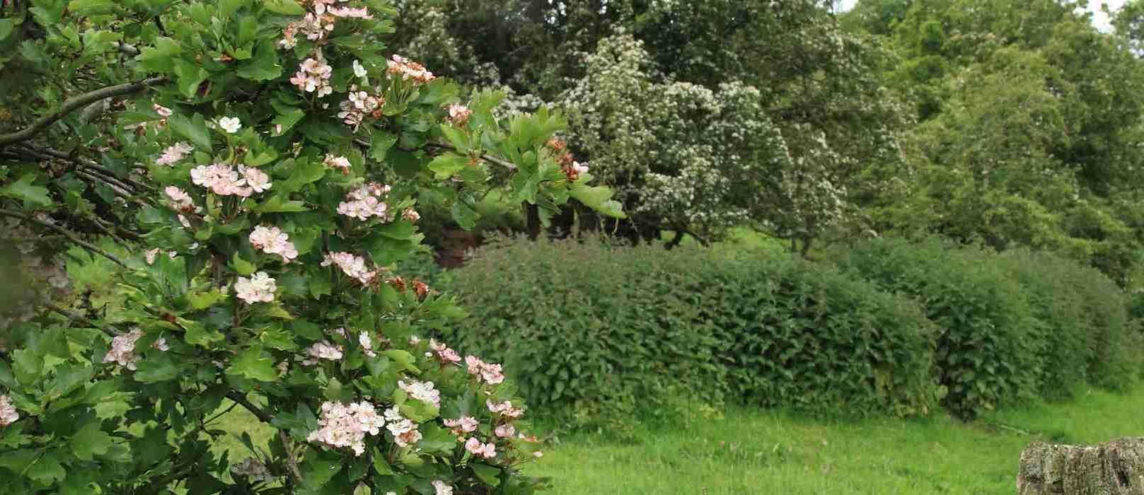 9 arbustes pour une haie bocagère - Promesse de Fleurs