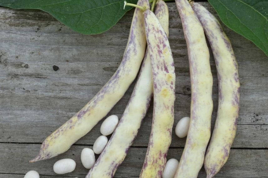 Les haricots blancs à cultiver au potager - Promesse de Fleurs