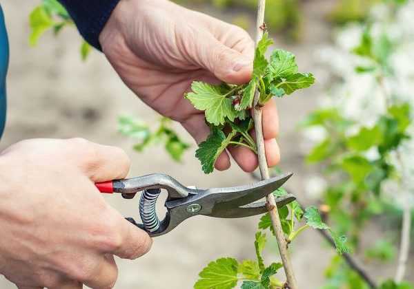 Groseillier à fleurs - Ribes sanguineum - Conseils jardinage
