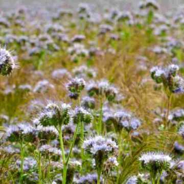 Couvert végétal, culture de couverture : Tout savoir