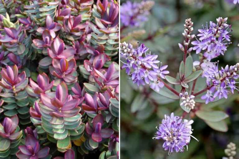 Quel Hebe planter selon sa région ? - Promesse de Fleurs