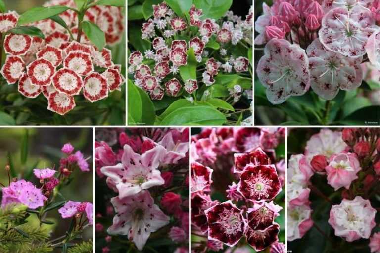 Kalmia : réussir sa culture en pot - Promesse de Fleurs
