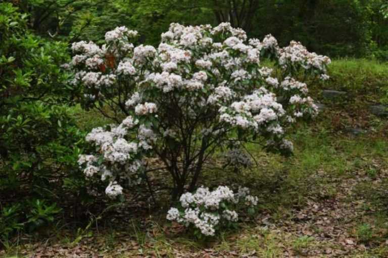Kalmia : réussir sa culture en pot - Promesse de Fleurs