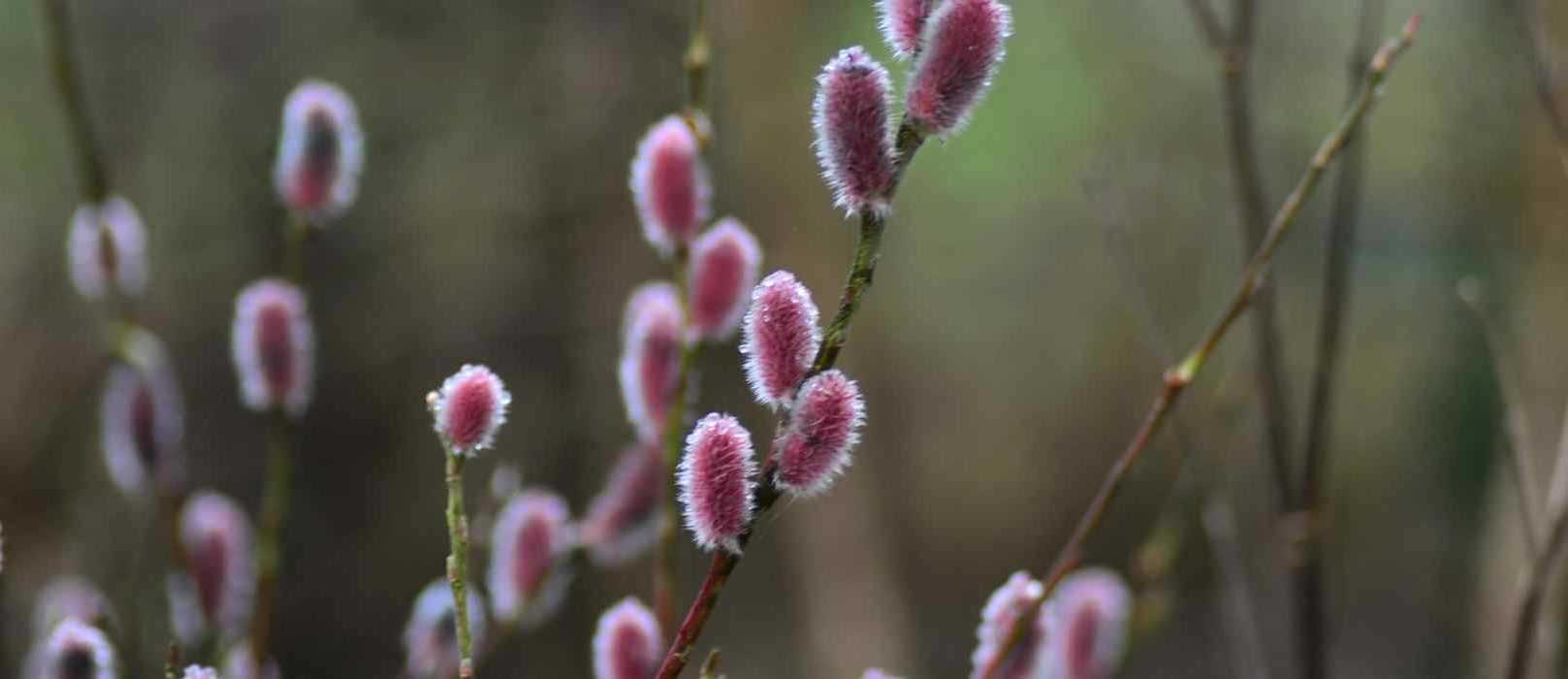 Le Saule 'Mount Aso' - Promesse de Fleurs