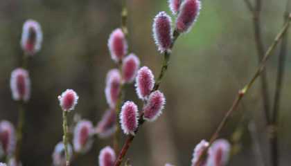 Le Saule 'Mount Aso' - Promesse de Fleurs
