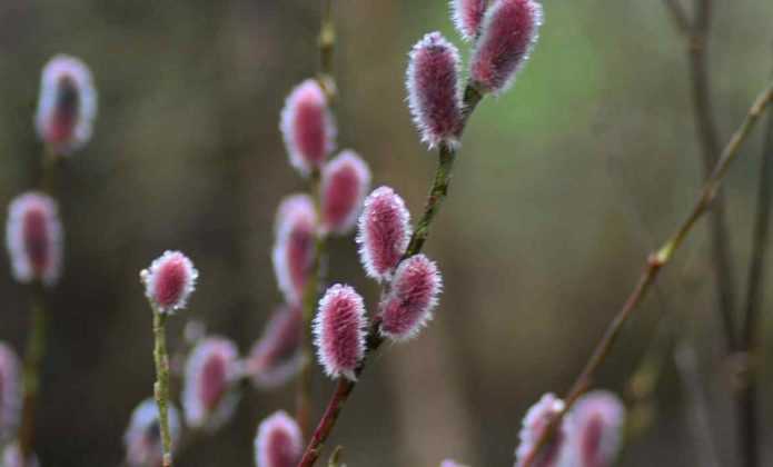 Saules-Salix : les plus belles variétés - Promesse de Fleurs