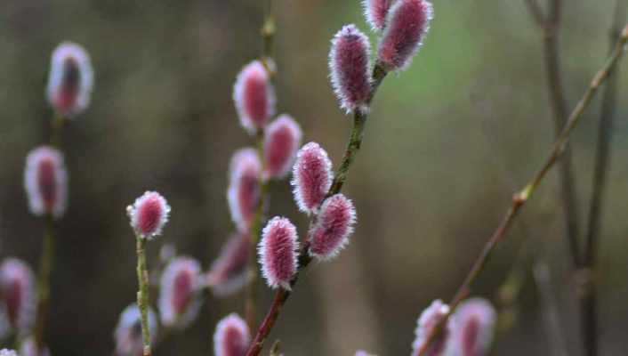 Le Saule 'Mount Aso' - Promesse de Fleurs