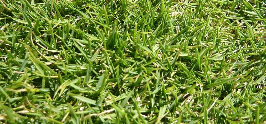 Alternative au gazon : planter le zoysia - Promesse de Fleurs