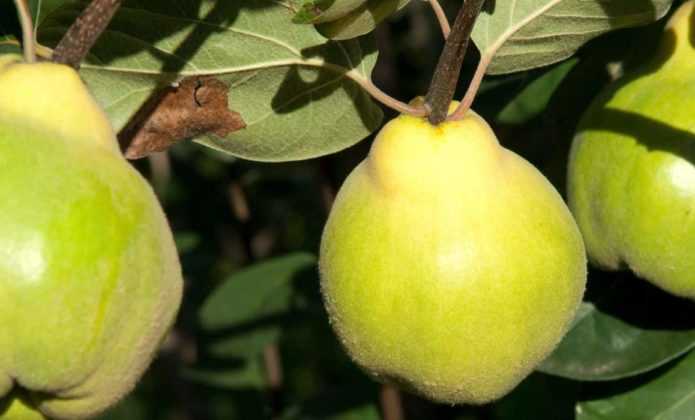 Cognassiers à fruits : planter, tailler, entretenir -Promesse de Fleurs
