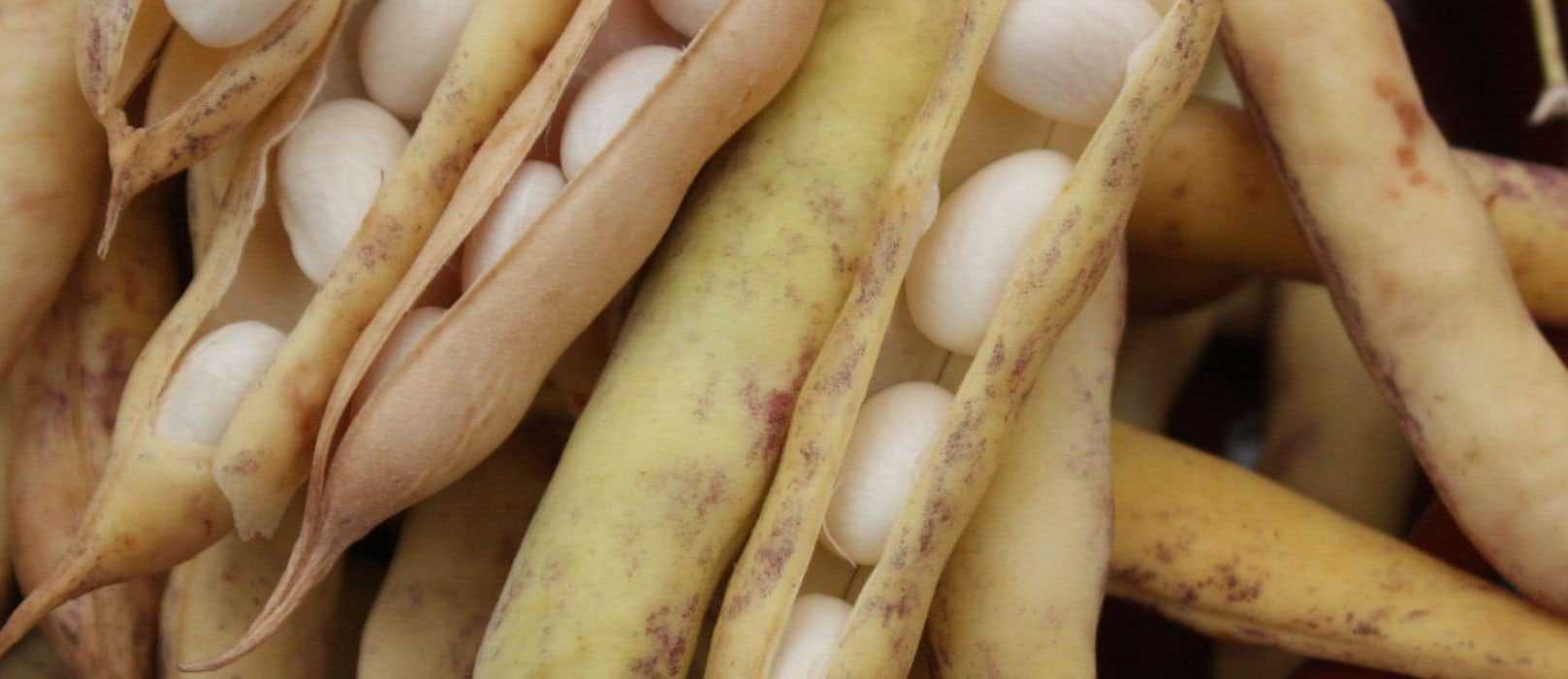 Les haricots blancs à cultiver au potager - Promesse de Fleurs