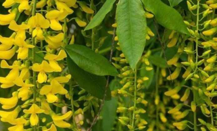 Cytise, Laburnum : 5 idées pour l'associer - Promesse de Fleurs