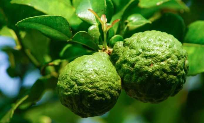 Cultiver le combava - Promesse de Fleurs