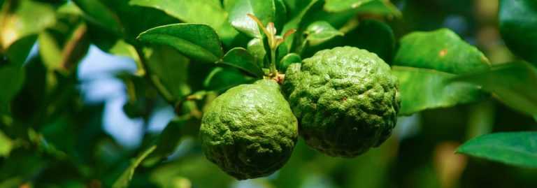 Cultiver le combava - Promesse de Fleurs