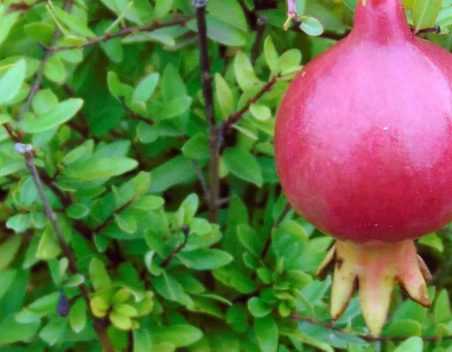 Grenadier en pot : plantation, taille et arrosage - Promesse de fleurs