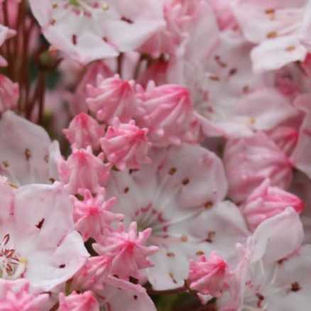 Kalmia : réussir sa culture en pot - Promesse de Fleurs