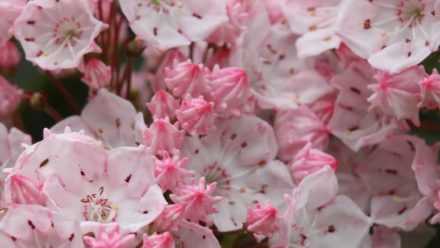 Kalmia : réussir sa culture en pot - Promesse de Fleurs