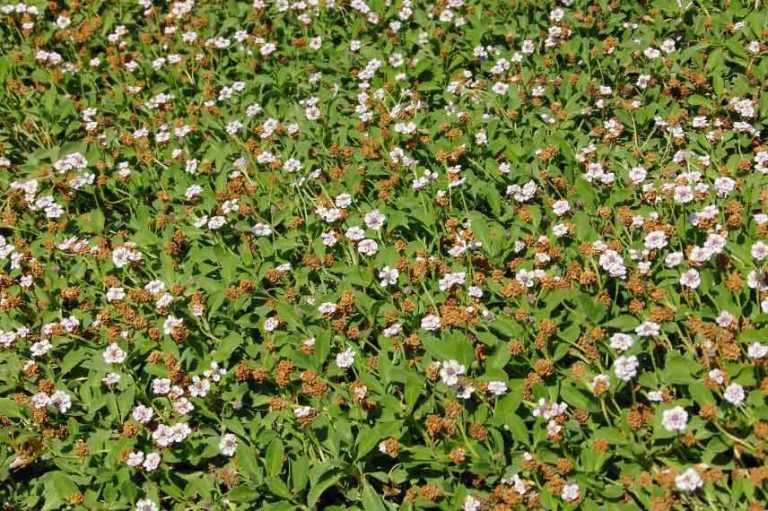 Alternative au gazon : planter le Lippia - Promesse de Fleurs