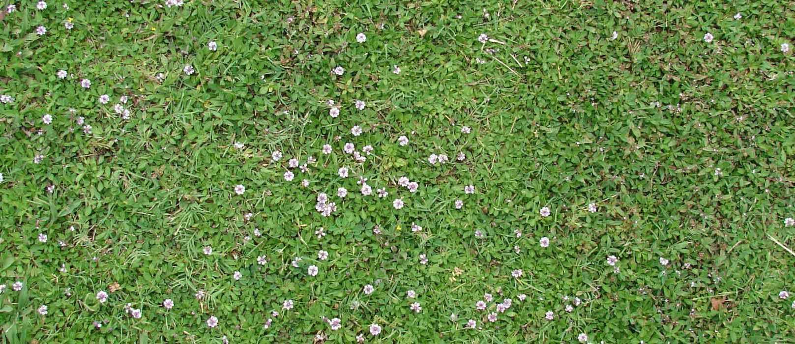 Alternative au gazon : planter le Lippia - Promesse de Fleurs