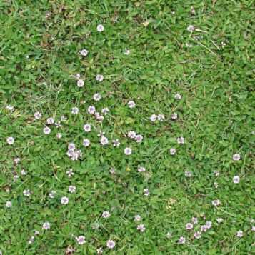 Alternative au gazon : planter le Lippia - Promesse de Fleurs