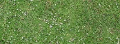 Alternative au gazon : planter le Lippia - Promesse de Fleurs