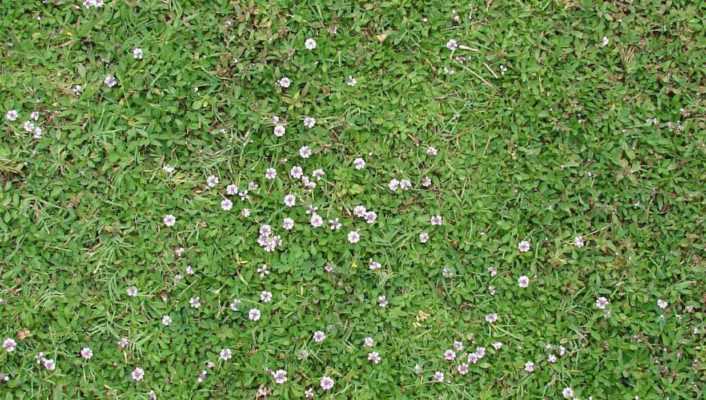 Alternative au gazon : planter le Lippia - Promesse de Fleurs