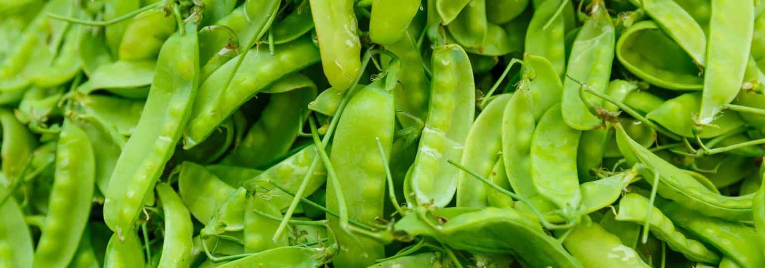 Cultiver des pois gourmands ou mangetout - Promesse de Fleurs