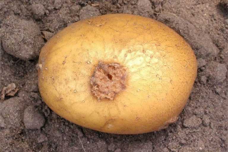 Gale commune de la pomme de terre - Promesse de Fleurs