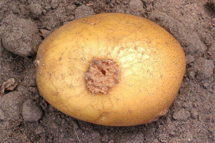 Gale commune de la pomme de terre - Promesse de Fleurs