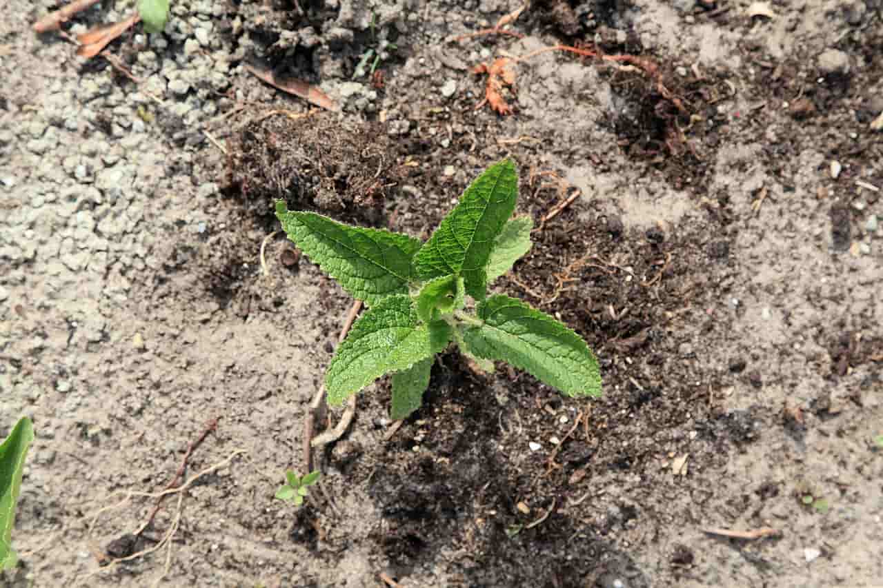 Le crosne : plantation, entretien et récolte - Promesse de Fleurs