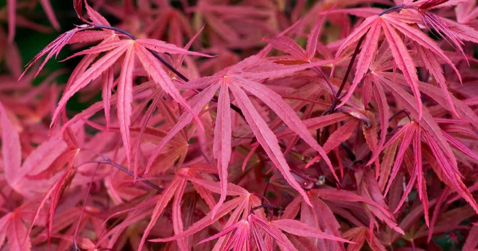 7 érables du Japon à feuilles rouges - Promesse de Fleurs