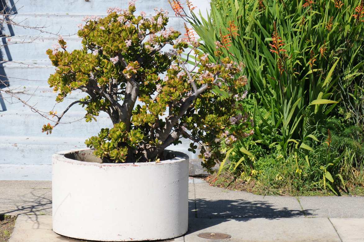 Crassula - Arbre de Jade : planter et entretenir