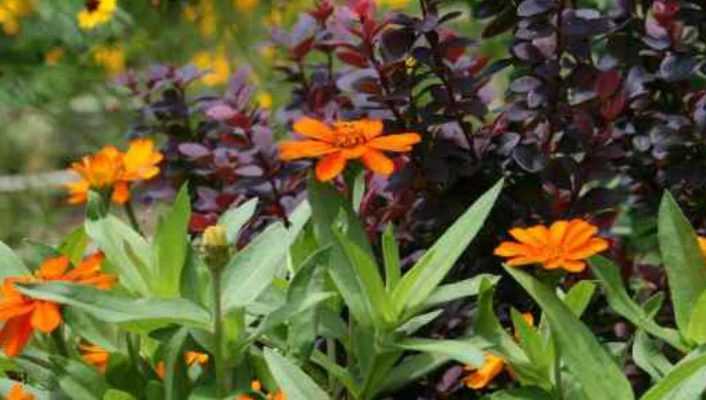 Conseils de paysagiste pour aménager un massif orange & pourpre