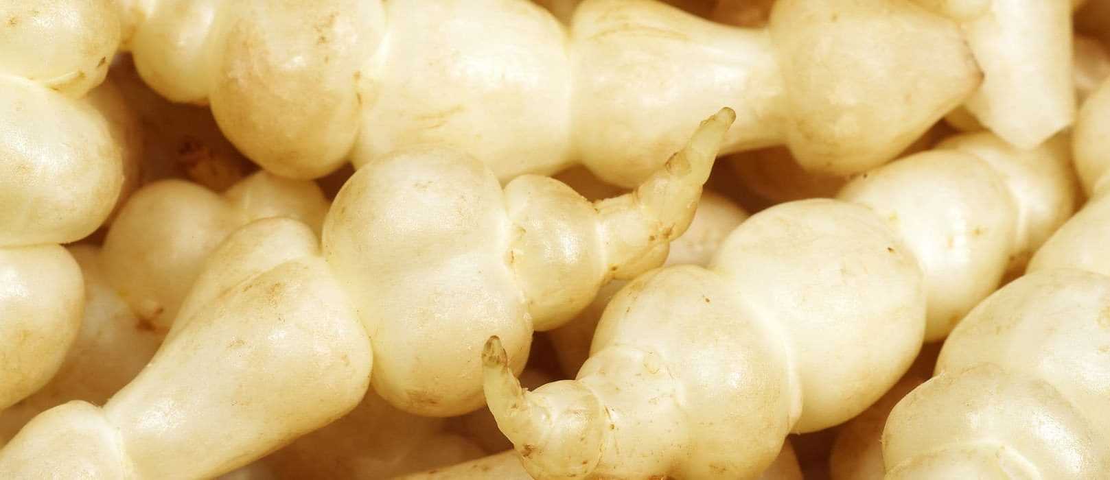 Le crosne : plantation, entretien et récolte - Promesse de Fleurs