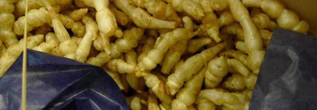 Crosne : plantation, culture et récolte - Promesse de Fleurs