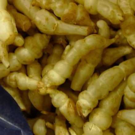 Crosne : plantation, culture et récolte - Promesse de Fleurs