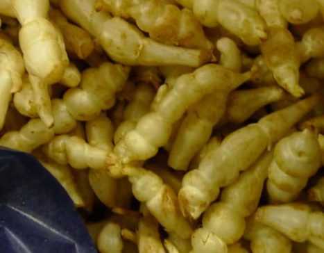 Crosne : plantation, culture et récolte - Promesse de Fleurs