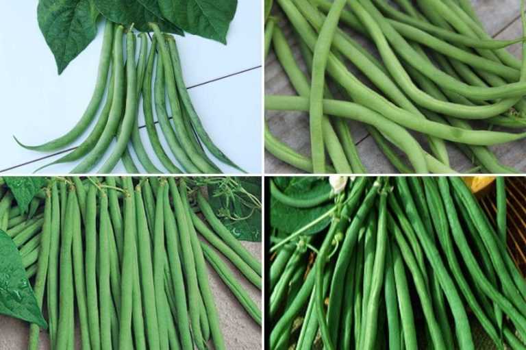 Haricots à filets : pourquoi les cultiver ? - Promesse de Fleurs