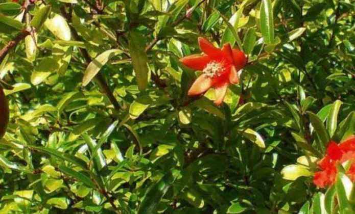 Comment cultiver un grenadier en pot ? - Promesse de Fleurs