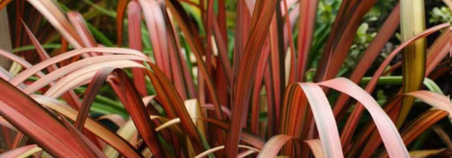Comment cultiver un Phormium en pot ? - Promesse de Fleurs