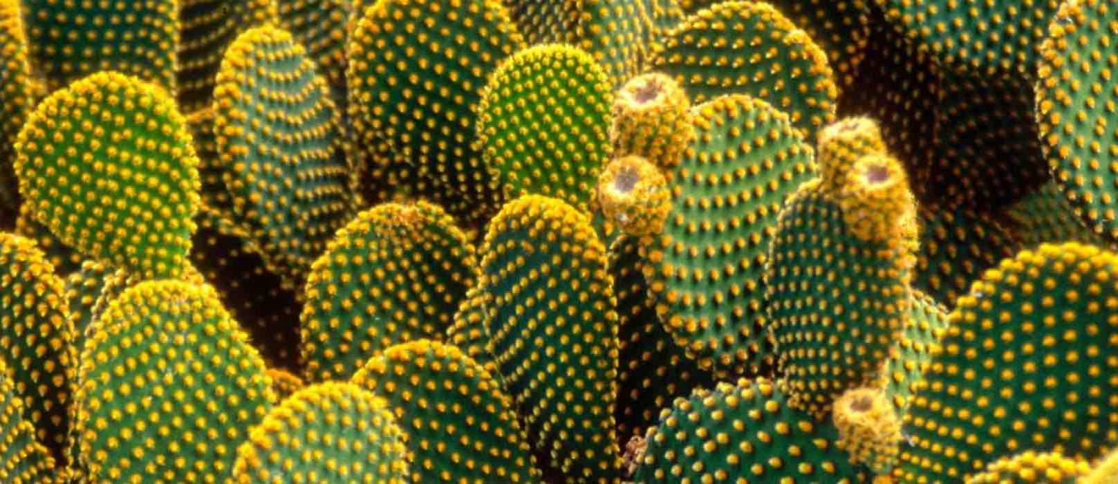 5 cactus et plantes grasses qui résistent au froid et à la sécheresse
