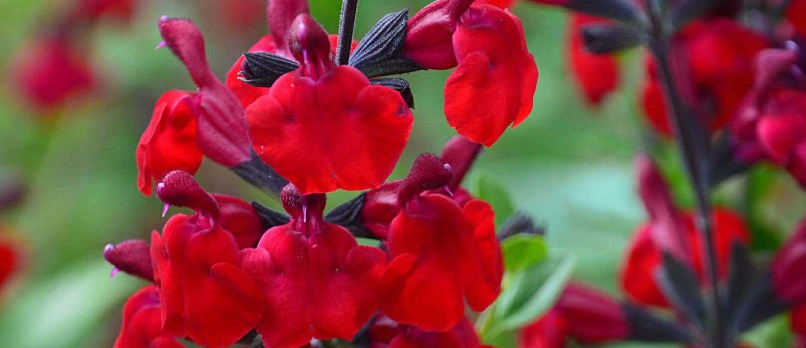 Comment cultiver une sauge arbustive en pot ? - Promesse de Fleurs