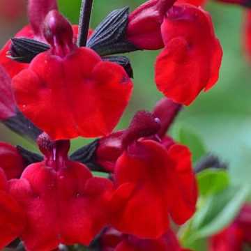 Comment cultiver une sauge arbustive en pot ? - Promesse de Fleurs