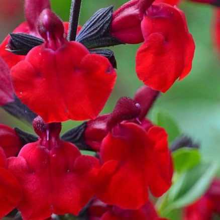 Comment cultiver une sauge arbustive en pot ? - Promesse de Fleurs